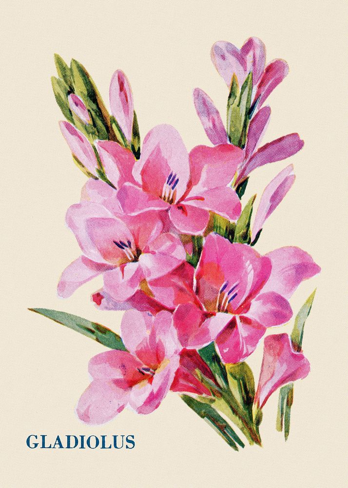 Gladiolus flower illustration, vintage watercolor | Premium Photo ...
