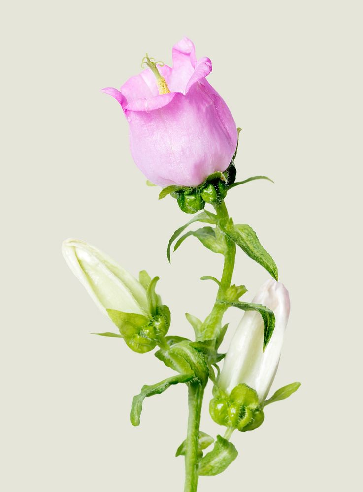 Beautiful blooming pink campanula flower | Free Photo - rawpixel