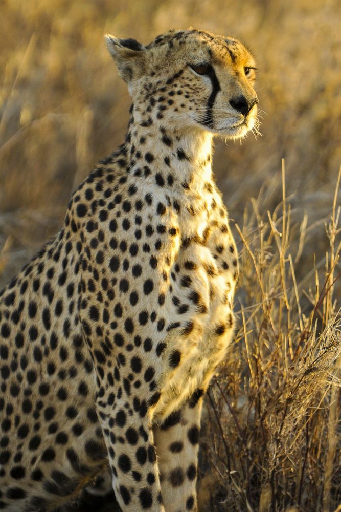 Free cheetah image, public domain | Free Photo - rawpixel