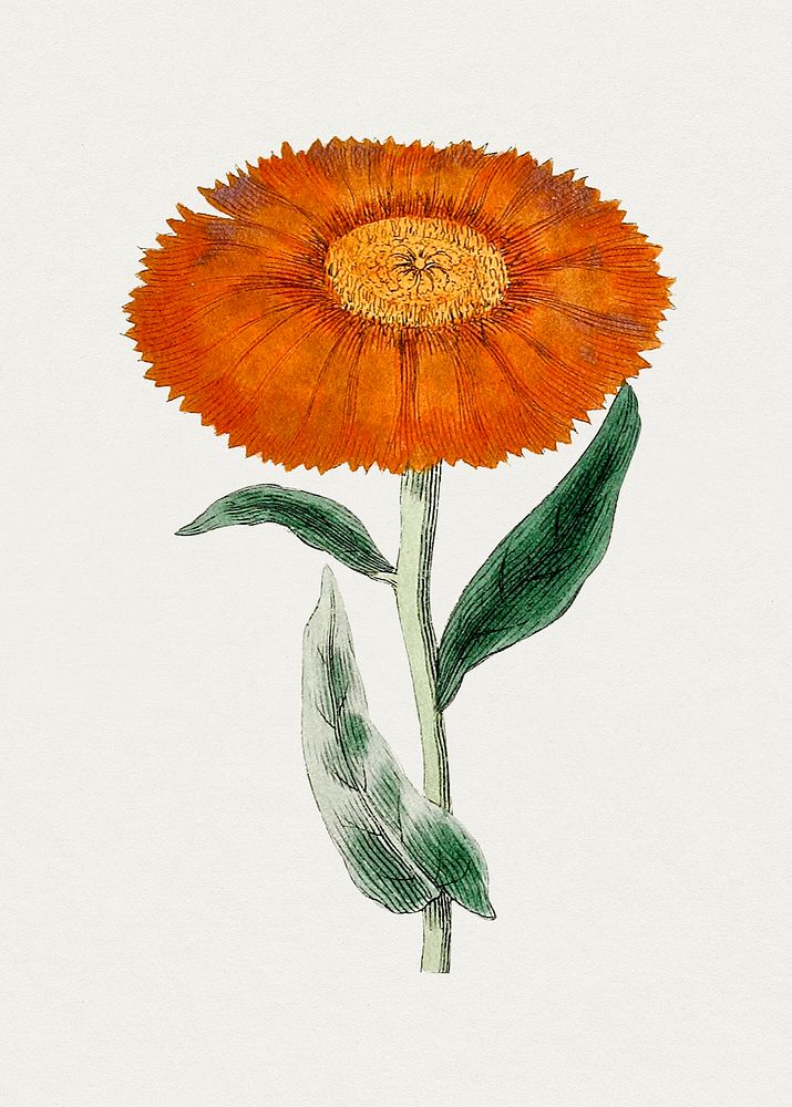 Hand drawn calendula flower. Original | Free Photo Illustration - rawpixel