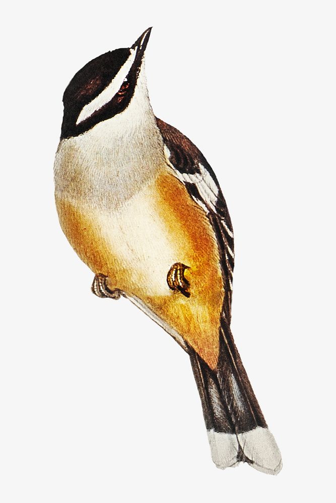 Buff-sided robin bird, vintage animal | Premium Photo Illustration ...