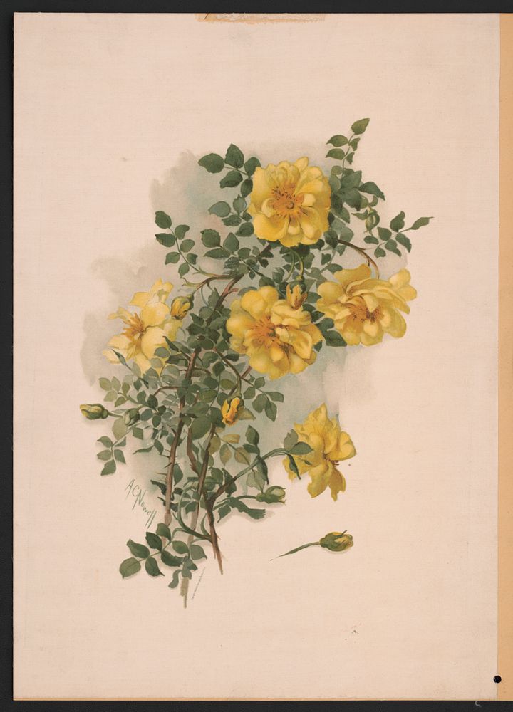 Yellow Scotch roses between 1861-1897 | Free Photo - rawpixel