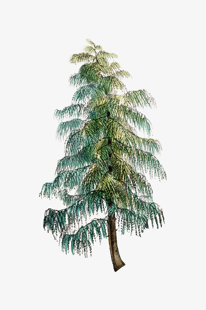 Sikkim larch tree, vintage Himalayan | Free Photo Illustration - rawpixel