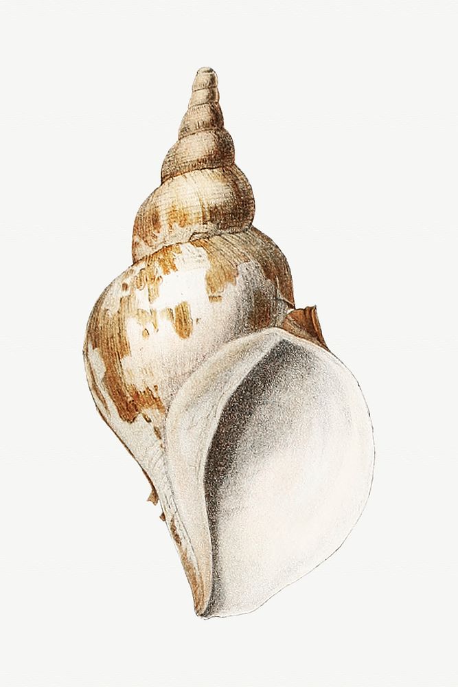 Conch shell varieties set illustration | Premium PSD Illustration ...