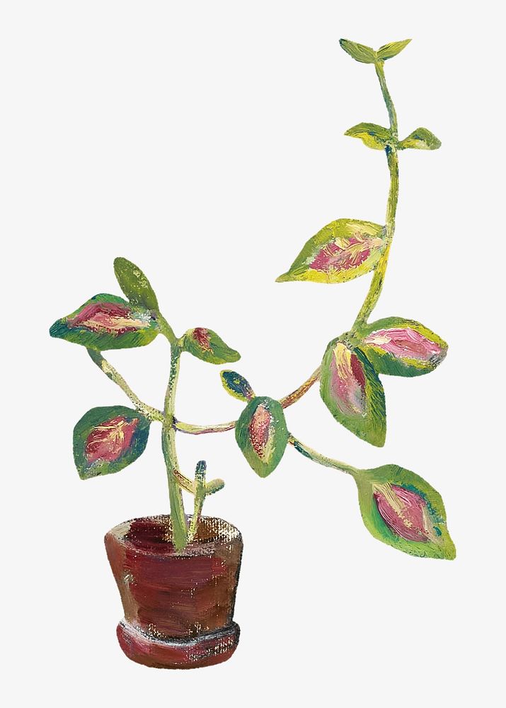 Vintage iresine plant illustration. Remixed | Premium Photo ...