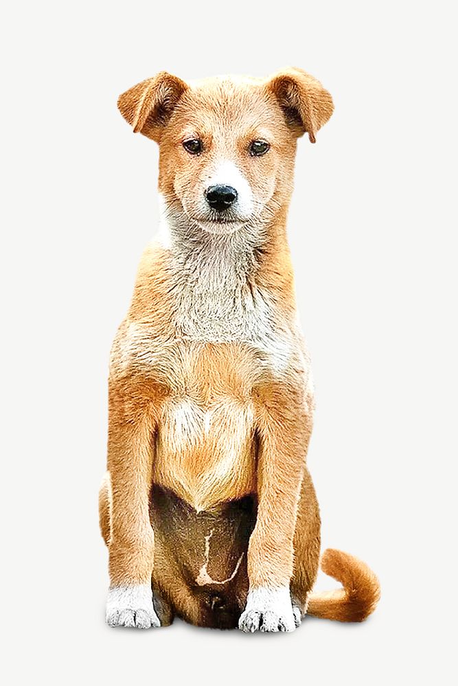 Brown dog psd, isolated design | Premium PSD - rawpixel