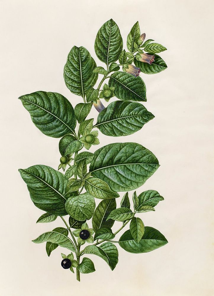 Atropa belladonna (hollyberry) Maria Sibylla | Free Photo Illustration ...