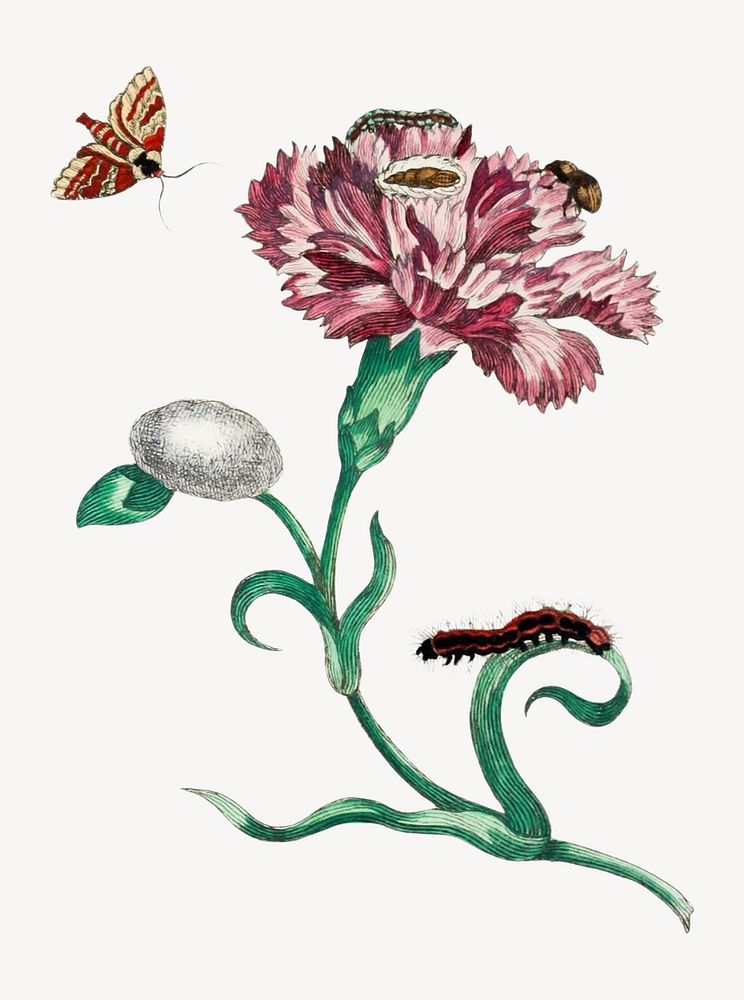 Caterpillars, butterflies and flowers illustration | Free Photo ...