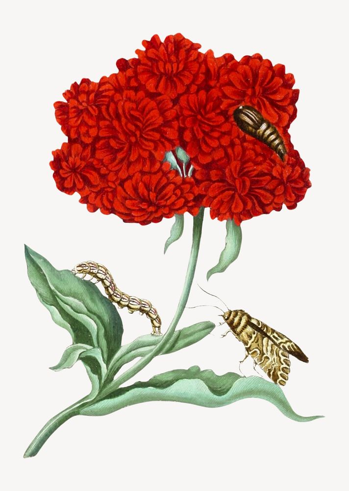 Caterpillars, butterflies and flowers illustration | Free Photo ...