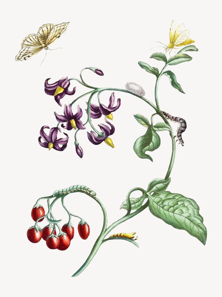 Caterpillars, butterflies and flowers illustration | Free PSD - rawpixel