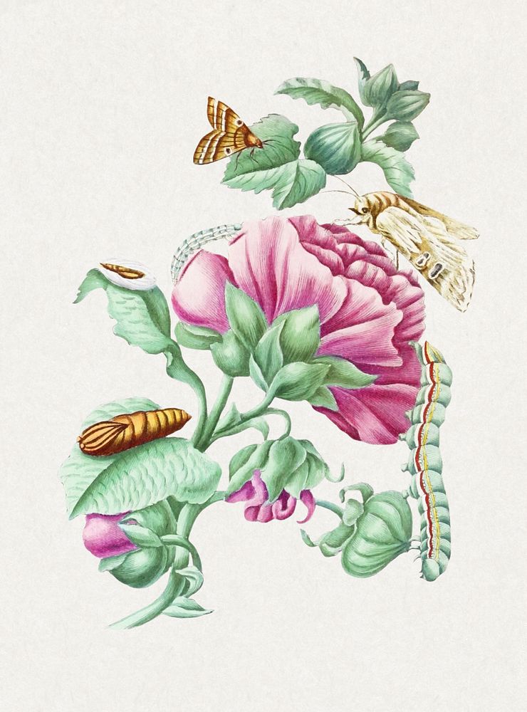 Caterpillars, butterflies and flowers illustration | Free Photo ...