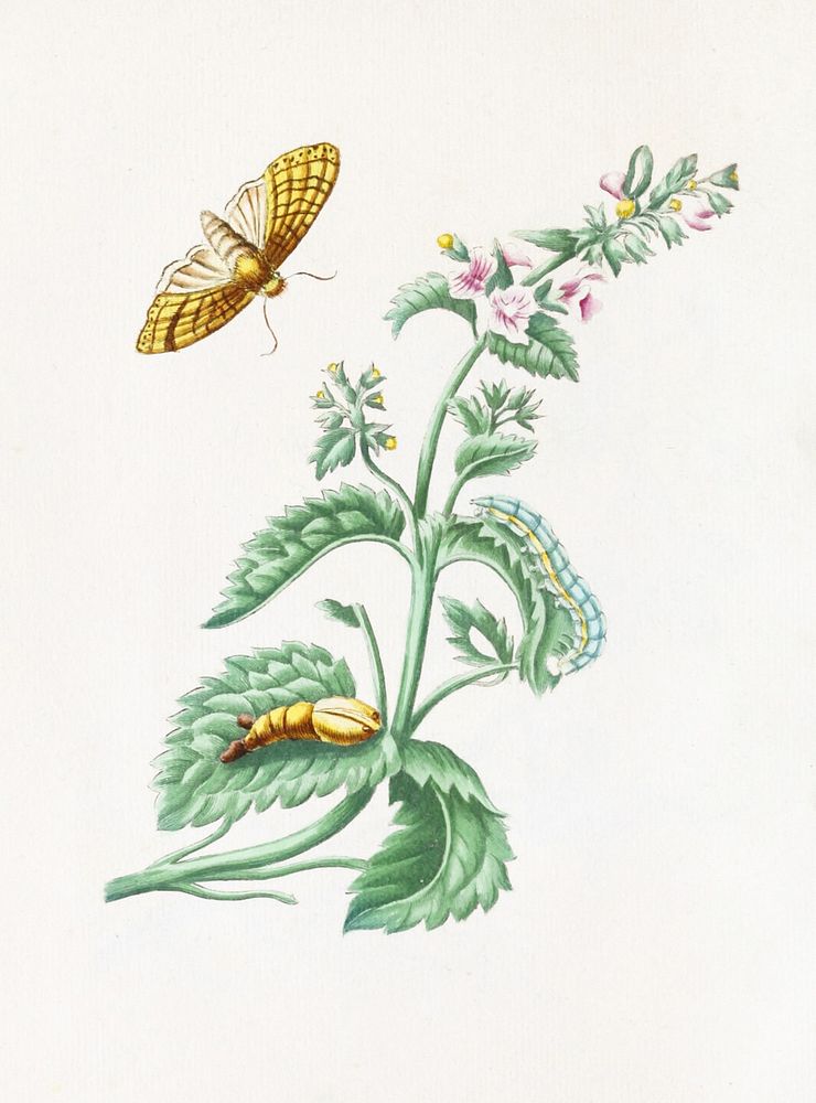 Caterpillars, butterflies and flowers illustration | Free Photo ...