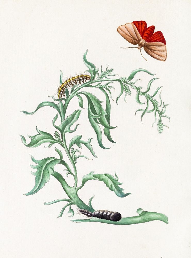 Caterpillars, butterflies and flowers illustration | Free Photo - rawpixel