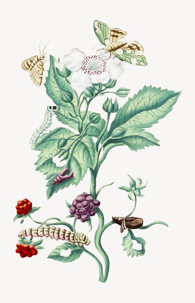 Caterpillars, butterflies and flowers illustration | Free PSD - rawpixel