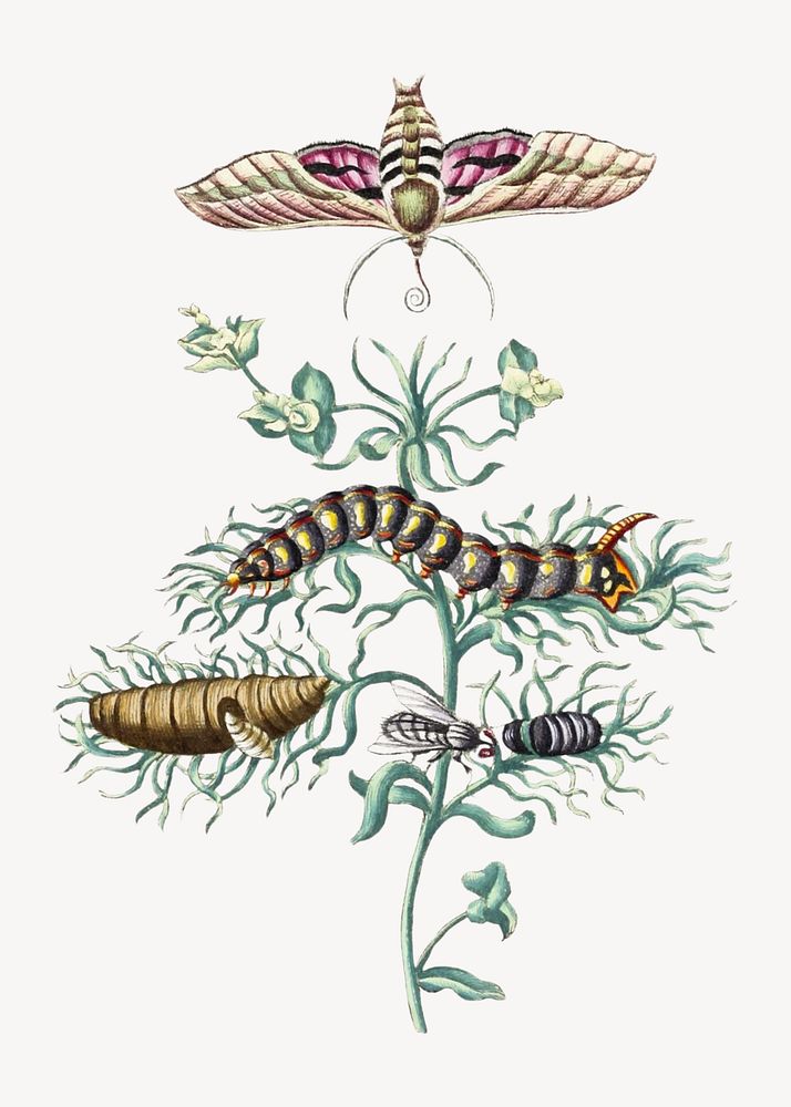 Caterpillars, butterflies and flowers illustration | Free PSD - rawpixel