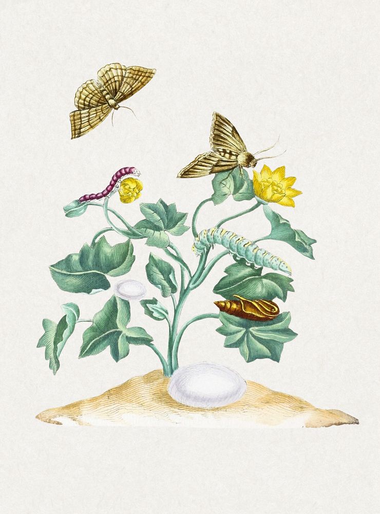 Caterpillars, butterflies and flowers illustration | Free Photo ...
