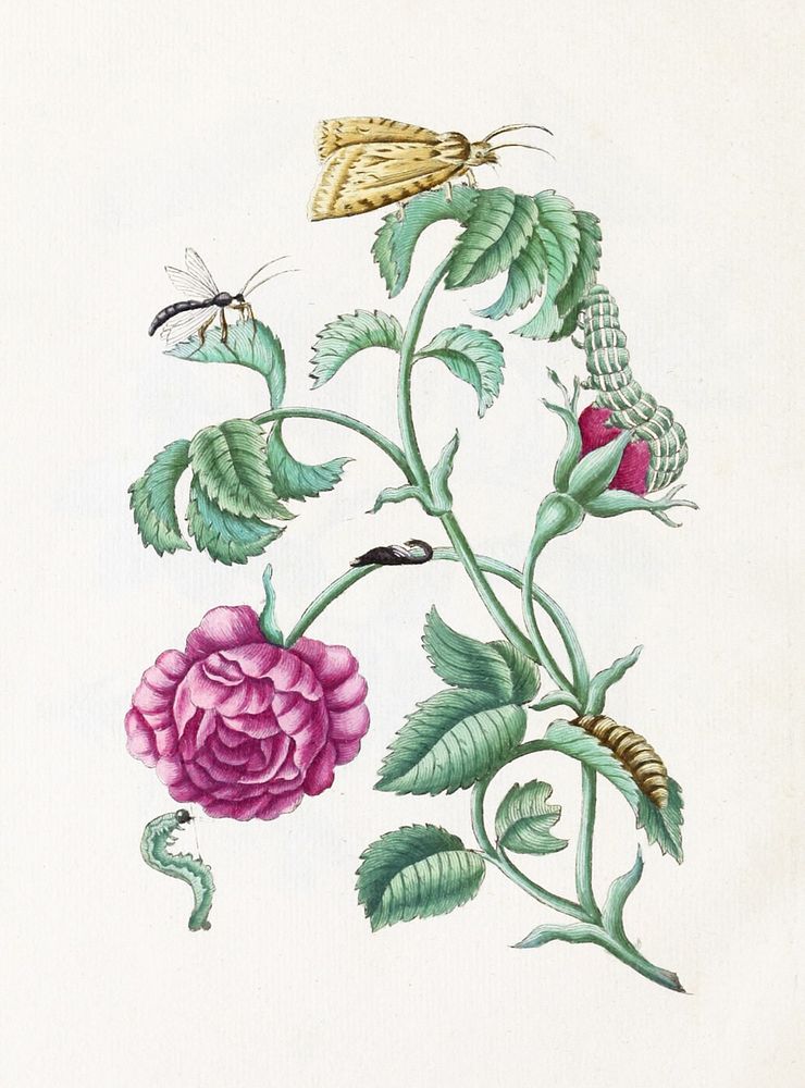 Caterpillars, butterflies and flowers illustration | Free Photo - rawpixel