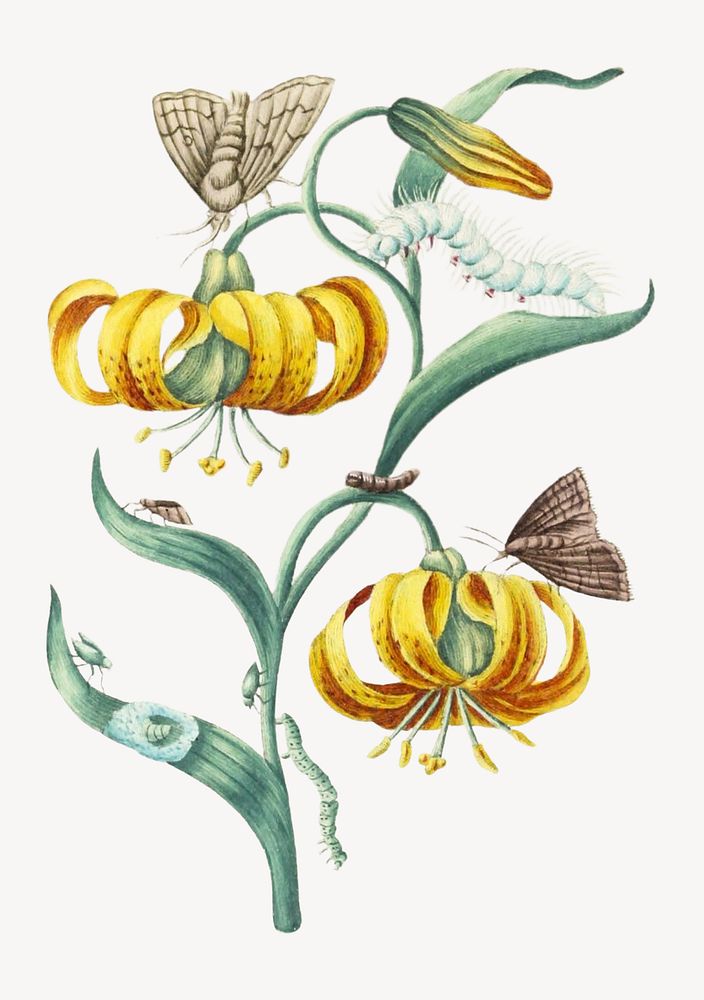 Caterpillars, butterflies and flowers illustration | Free PSD - rawpixel