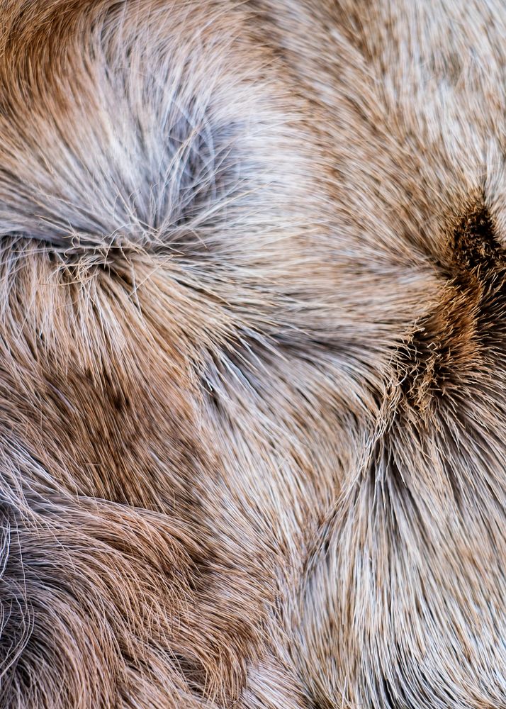 Animal fur texture, close background | Free Photo - rawpixel