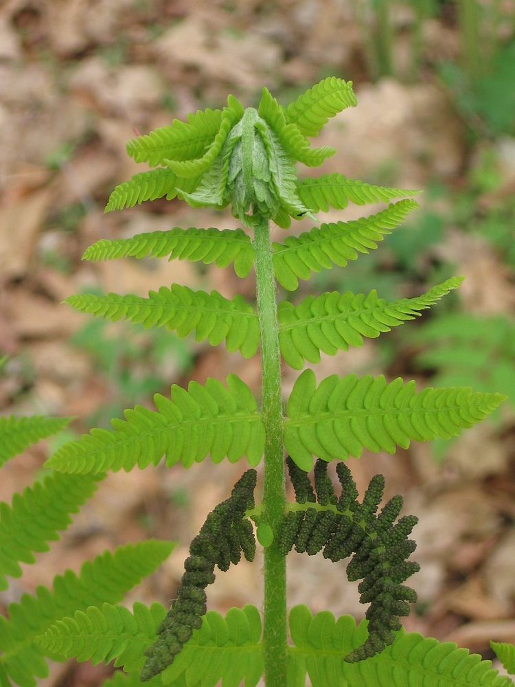 Fern Bed. Free public domain | Free Photo - rawpixel