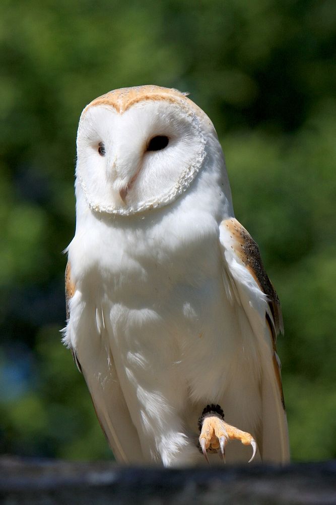 Barn owl standing close up. | Free Photo - rawpixel