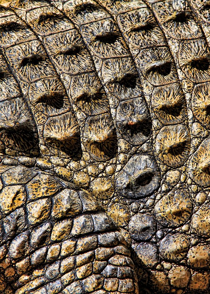 Crocodile skin texture, animal close | Free Photo - rawpixel