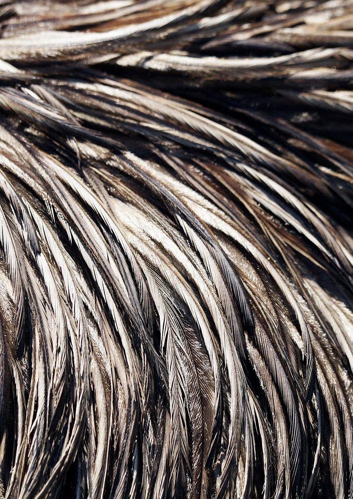 Wet bird feathers texture, animal | Free Photo - rawpixel