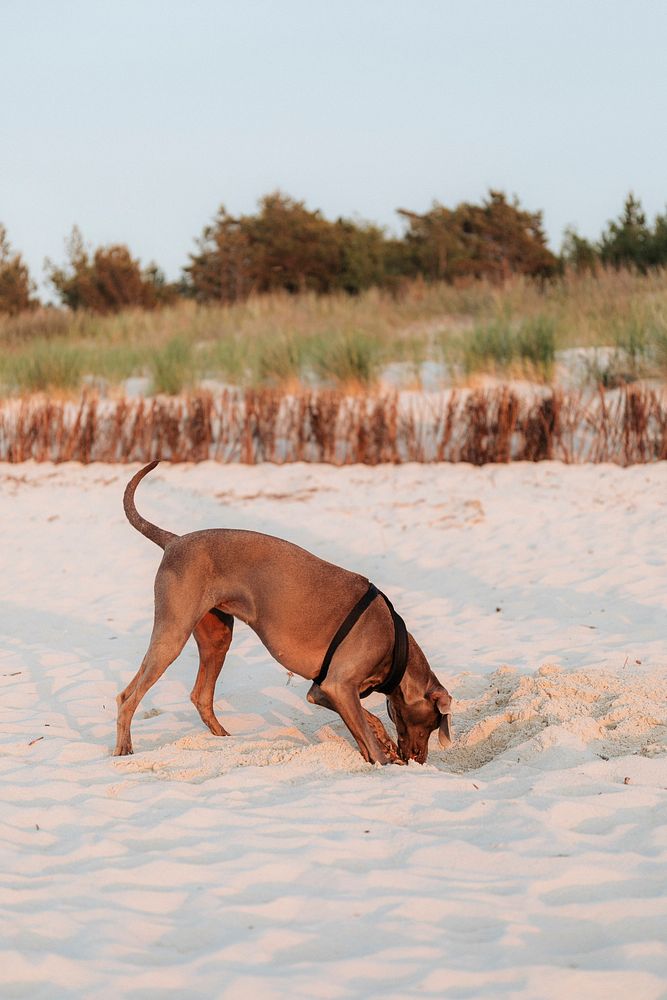 Dog Digging Images | Free Photos, PNG Stickers, Wallpapers ...