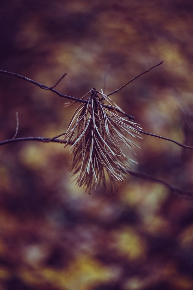 Fallen dried flower branch | Free Photo - rawpixel