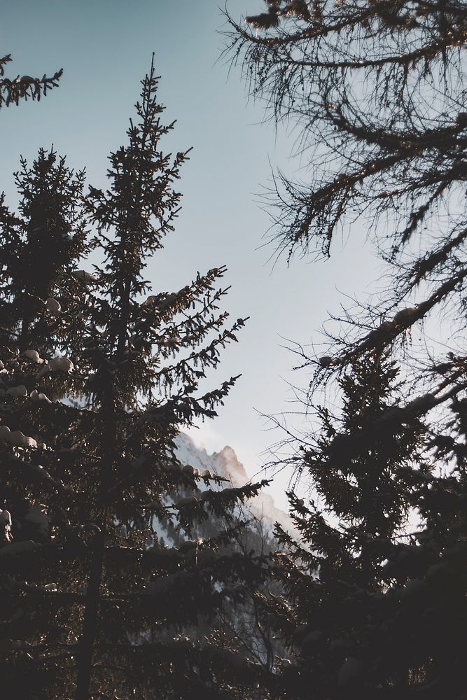View of forest behind the mountain | Free Photo - rawpixel
