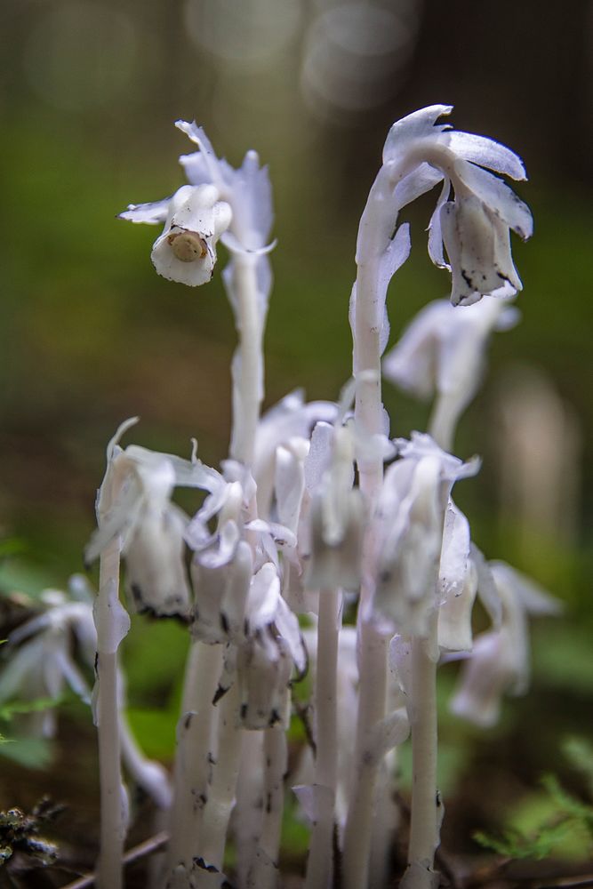 Monotropa Uniflora Images | Free Photos, PNG Stickers, Wallpapers ...