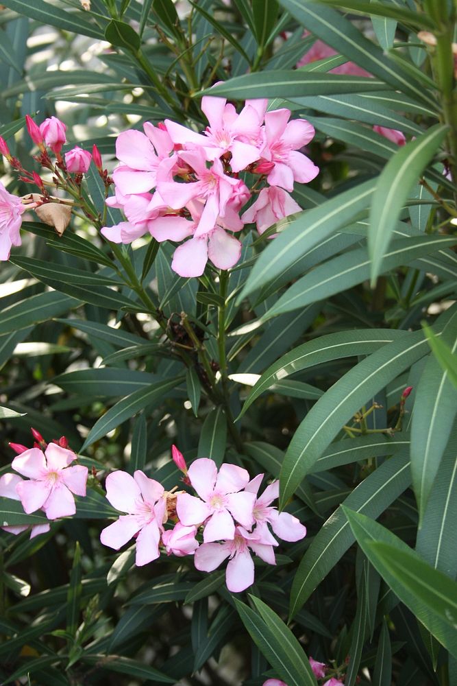 Vibrant pink oleander blossoms flourish | Free Photo - rawpixel