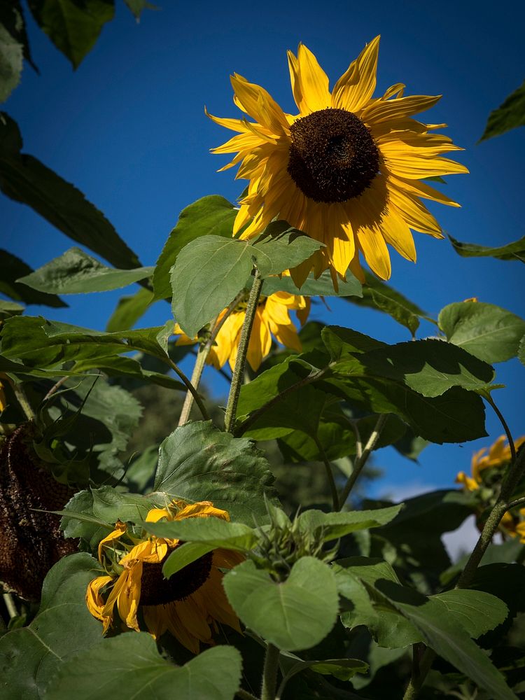 Sunflower. Original public domain image | Free Photo - rawpixel