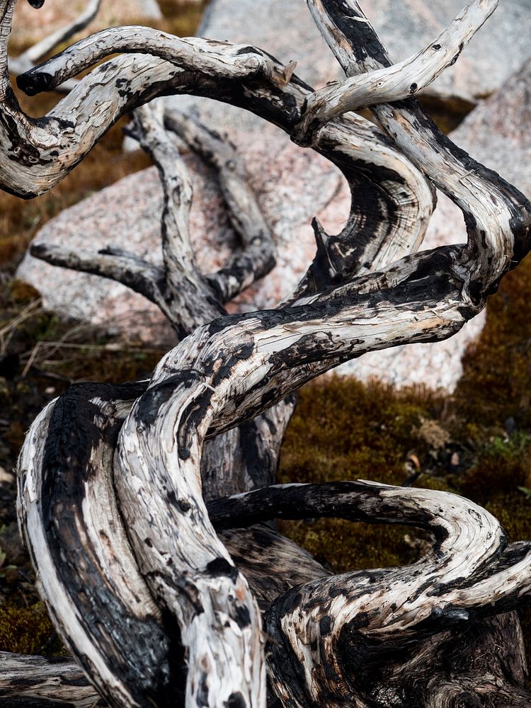 Burnt Juniper. | Free Photo - rawpixel