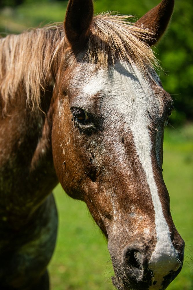 Horses within the Lewiston Orchards | Free Photo - rawpixel