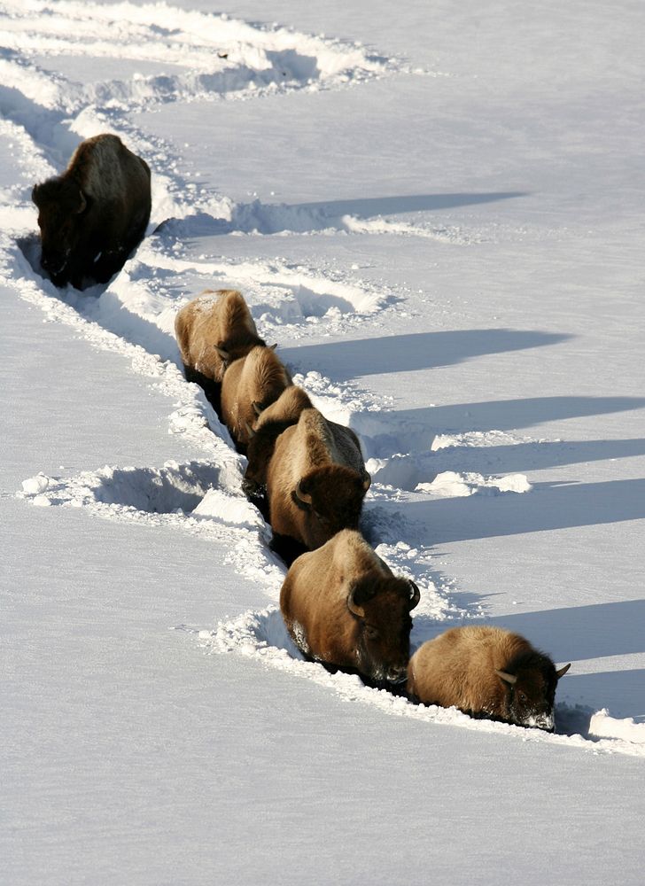 Bison deep snow Bison walking | Free Photo - rawpixel