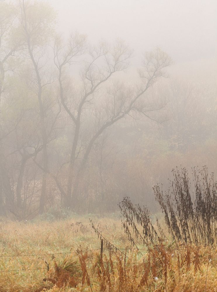 Today's Mass Extinction and Holocene-Anthropocene | Free Photo - rawpixel