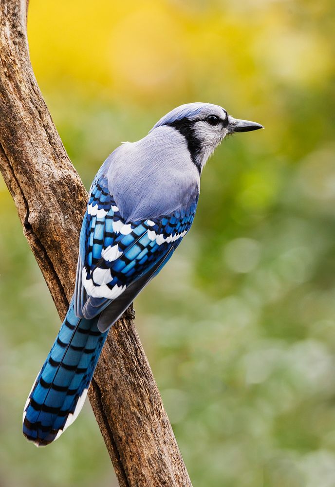 Blue jay bird. Free public | Free Photo - rawpixel