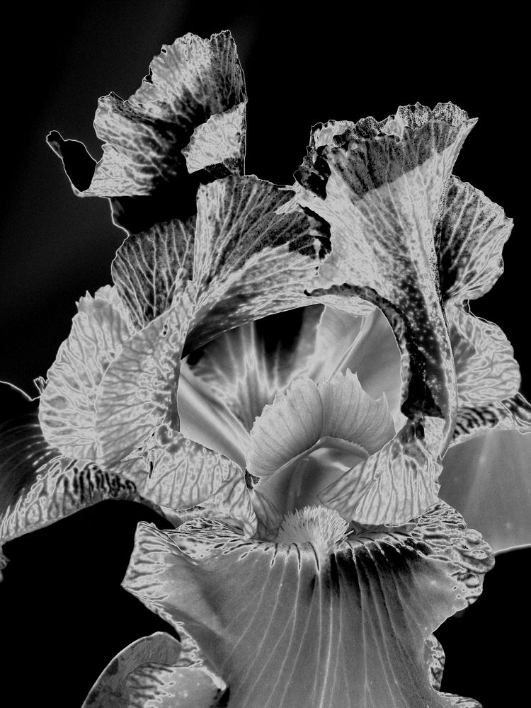 Iris closeup, solarized. | Free Photo - rawpixel