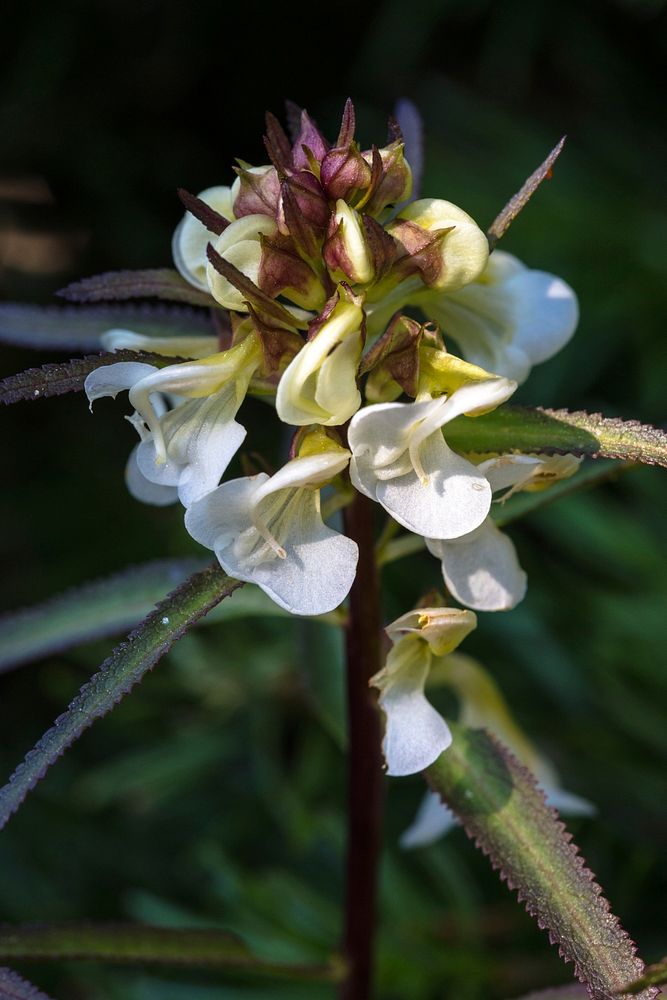 Coiled Lousewort - Pedicularis contorta | Free Photo - rawpixel