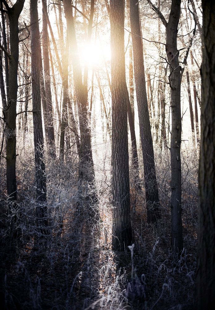 Winter. Hummeltal. | Free Photo - rawpixel