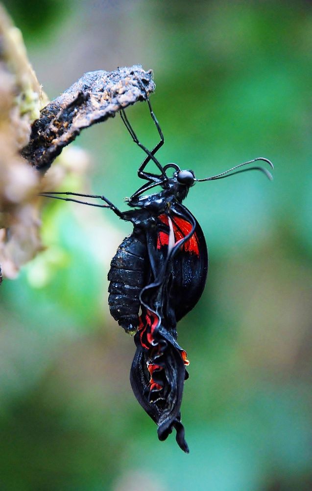 Public Domain Butterfly Cocoon Images | Free Photos, PNG Stickers ...