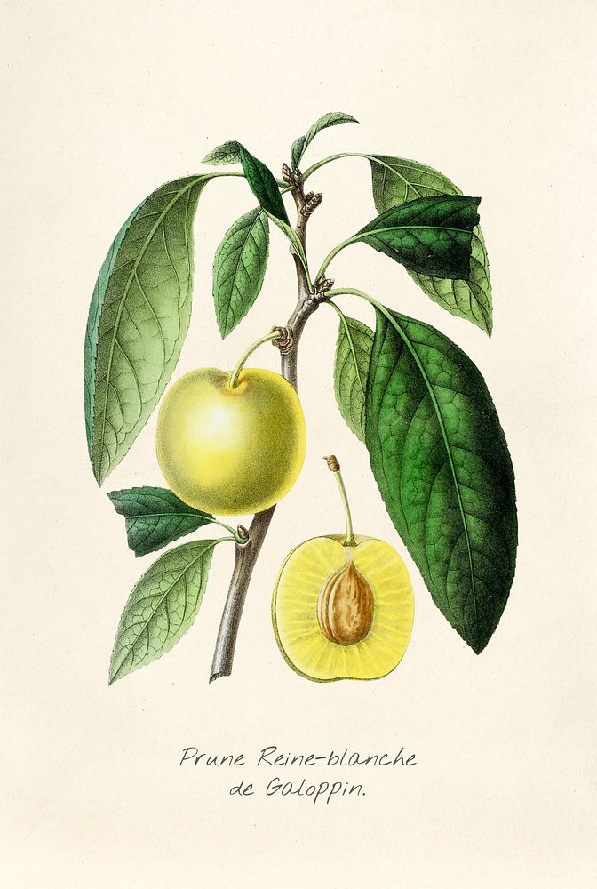 Antique illustration Prune Reine-blanche de | Premium Photo ...