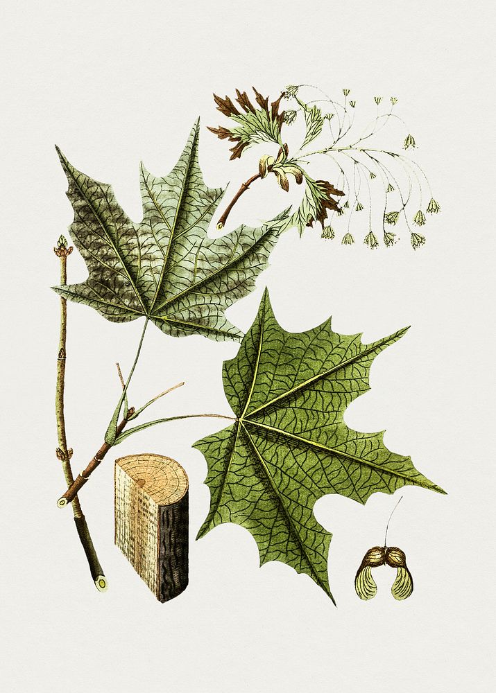 Antique watercolor drawing of acer | Premium PSD Illustration - rawpixel