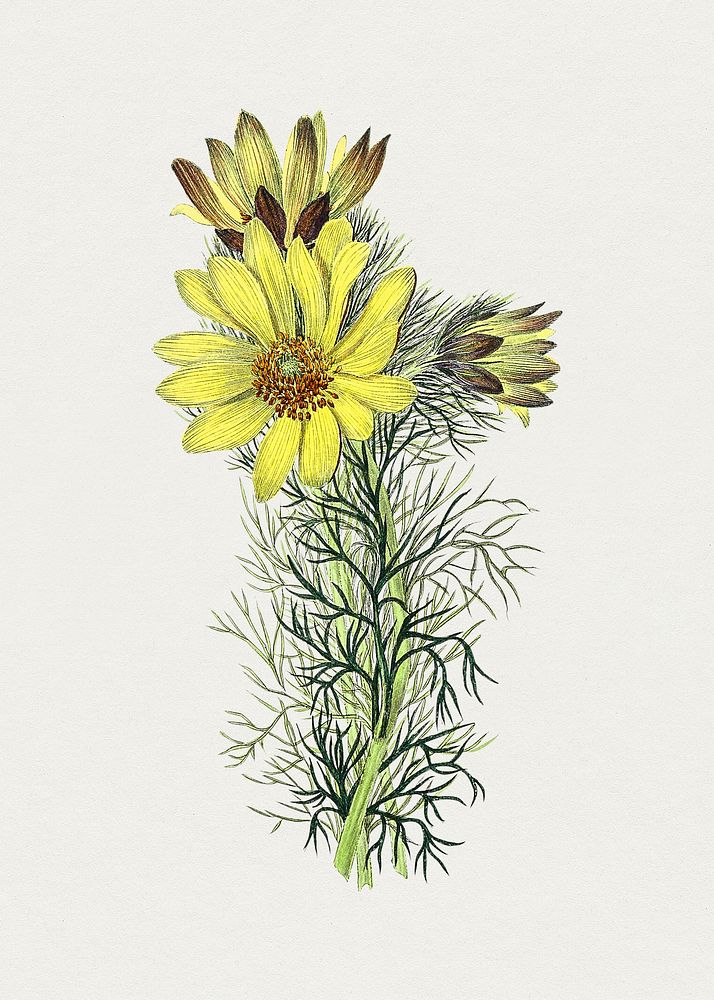 Antique watercolor drawing of adonis | Premium PSD Illustration - rawpixel