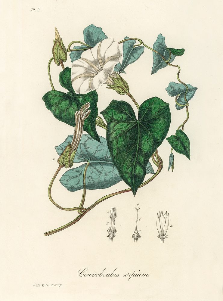 Bindweed (Convolvulus sepium) illustration. Digitally | Free Photo ...
