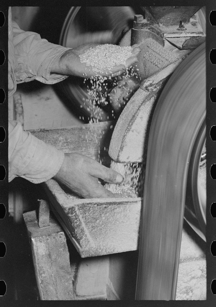 Examining rice determine progress milling | Free Photo - rawpixel