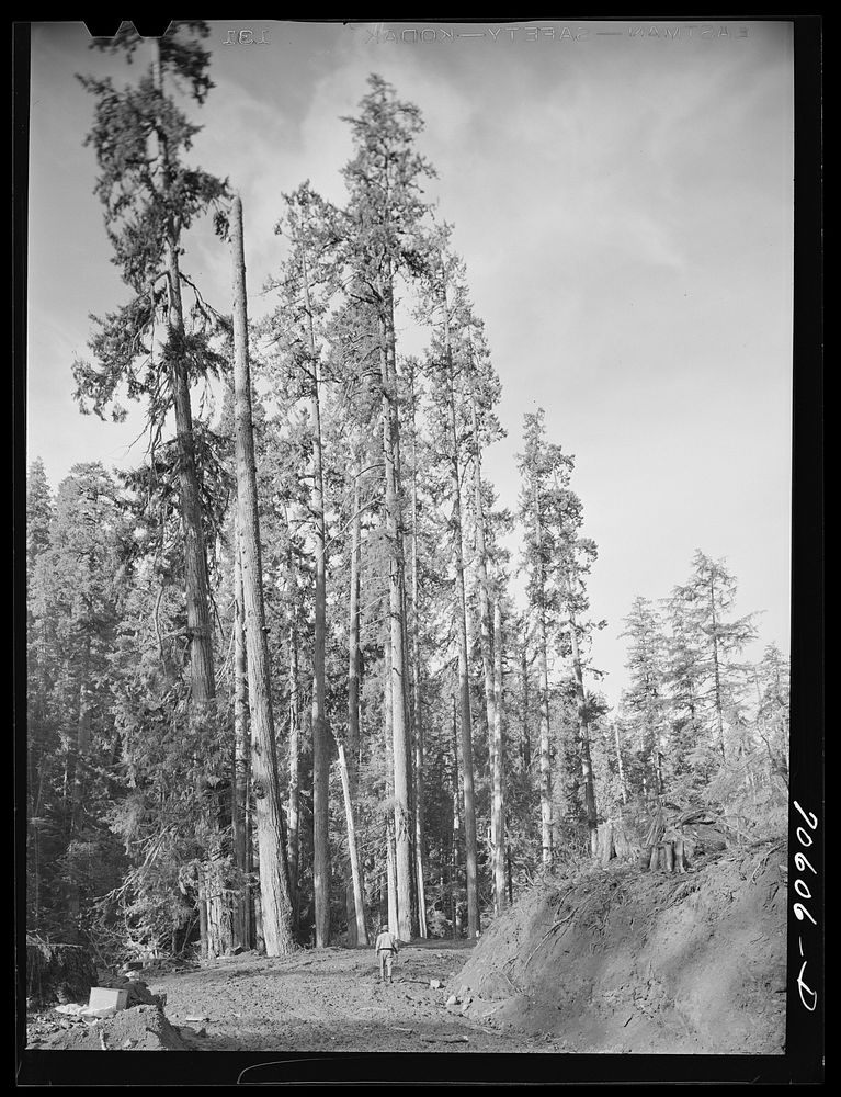 Long Bell Lumber Company, Cowlitz | Free Photo - rawpixel