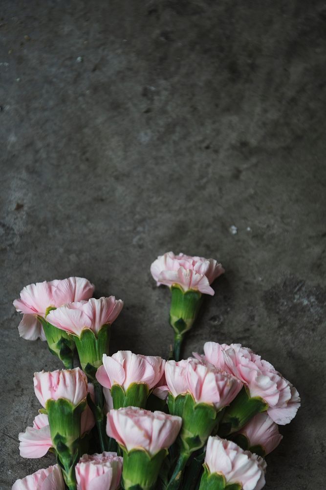 Pink carnation wallpaper design | Premium Photo - rawpixel