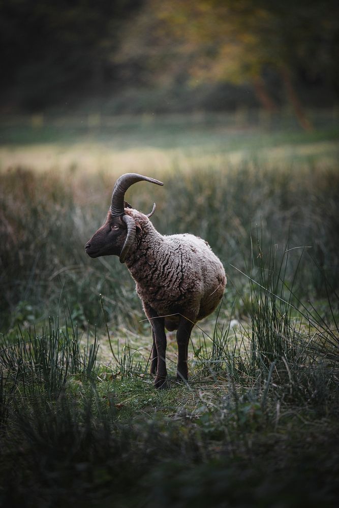 Manx sheep on a field | Free Photo - rawpixel